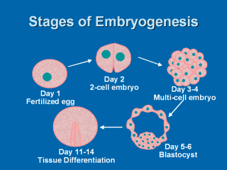 the early stages of embryogenesis are the point at which embryonic stem ...